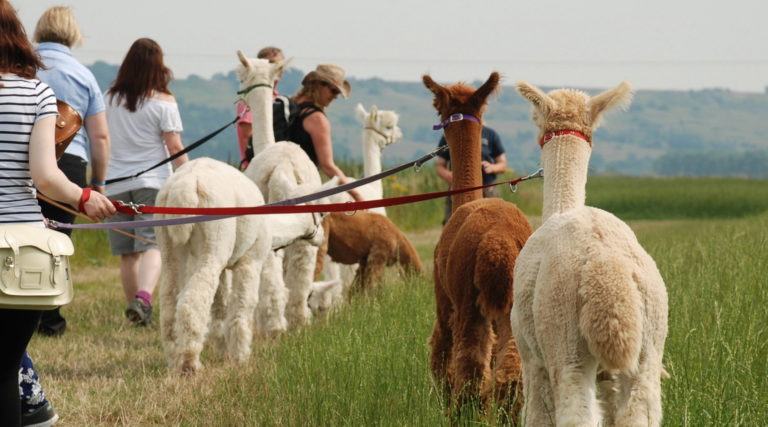 Alpaca Trekking Experience | Alpaca Trek | Alpaca Annie