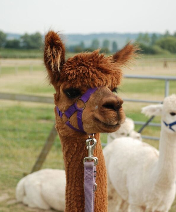 Rubber Duck - Alpaca Annie, fun at bath time, an alpaca souvenir.