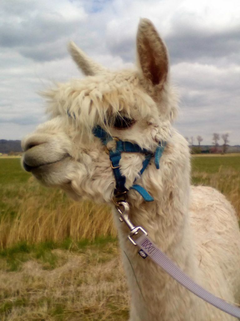 Alpaca Trekking Experience - Walk An Alpaca At Alpaca Annie