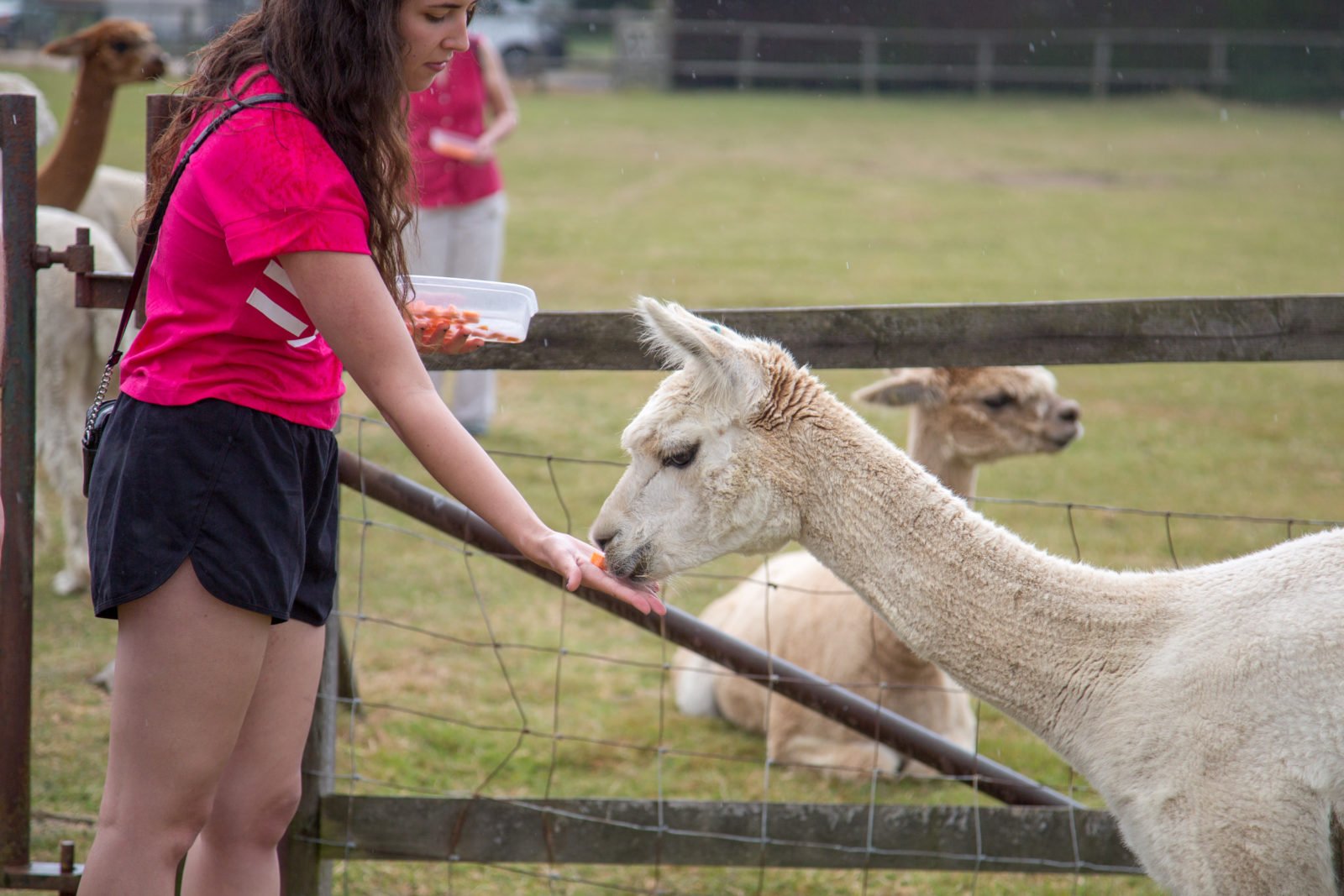 Alpaca Trekking Experience | Alpaca Trek | Alpaca Annie
