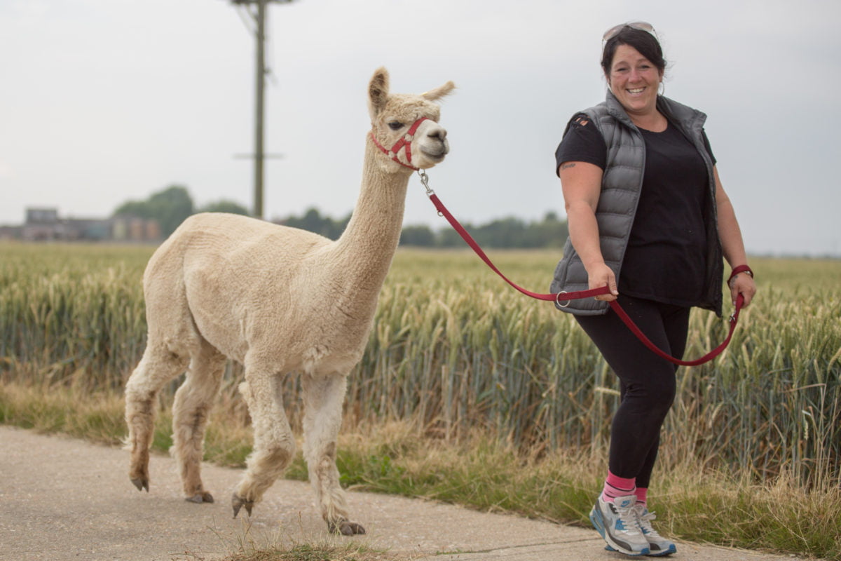 Alpaca Trekking Experience | Alpaca Trek | Alpaca Annie