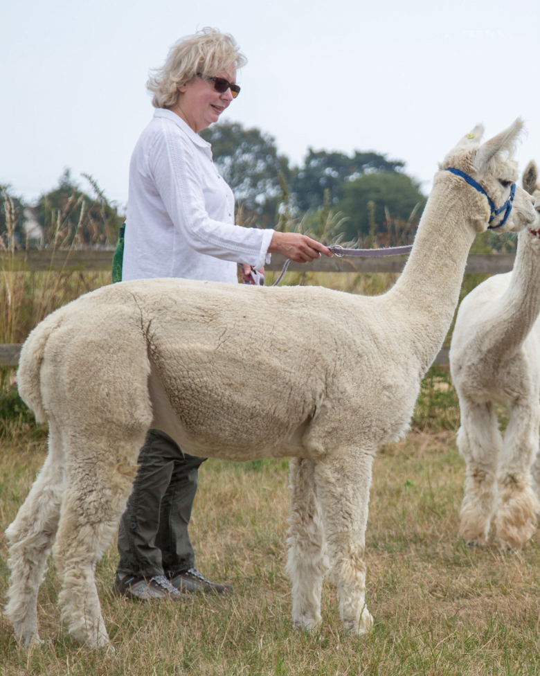 Events - Alpaca Annie