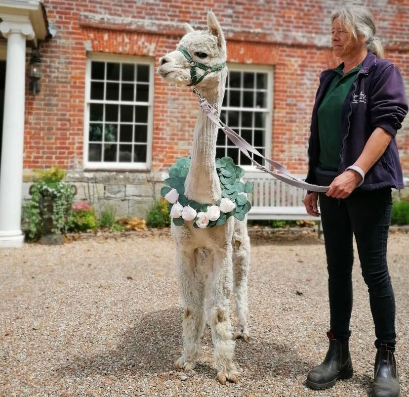 Alpaca Wedding Hire Kent - Alpaca Annie