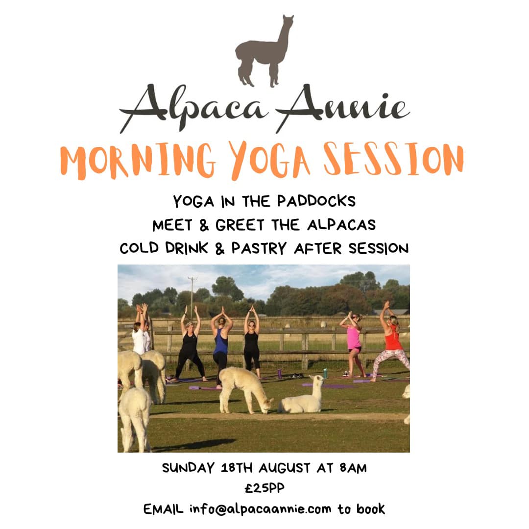 Alpaca Yoga Sessions Return This Summer! - Alpaca Annie