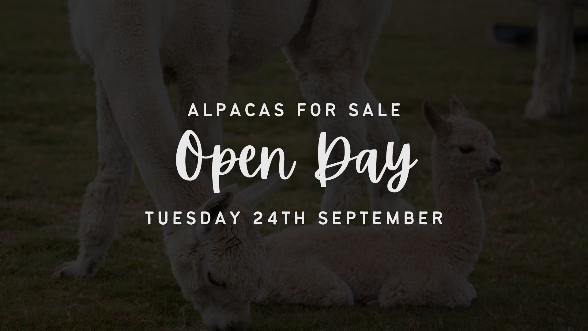 Alpacas For Sale - Open Day: 24th September - Alpaca Annie