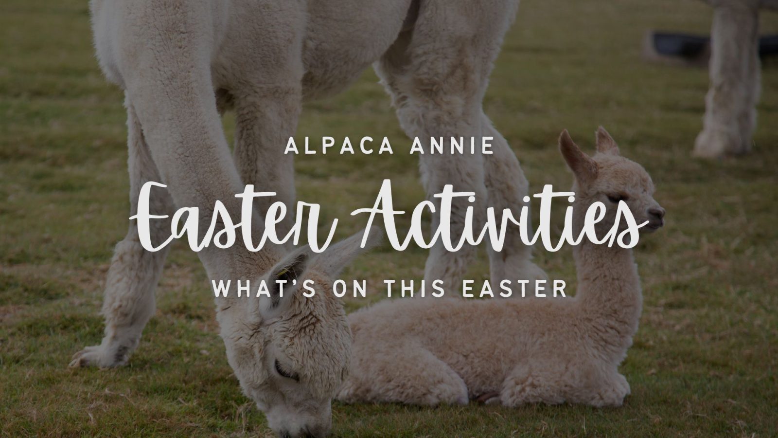 Easter Activities Kent | Alpaca Annie Spring Visits